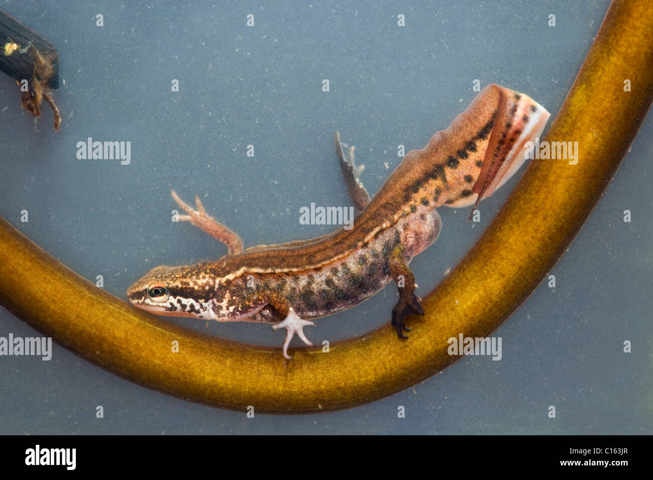 Nature newt hi-res stock photography and images - Alamy