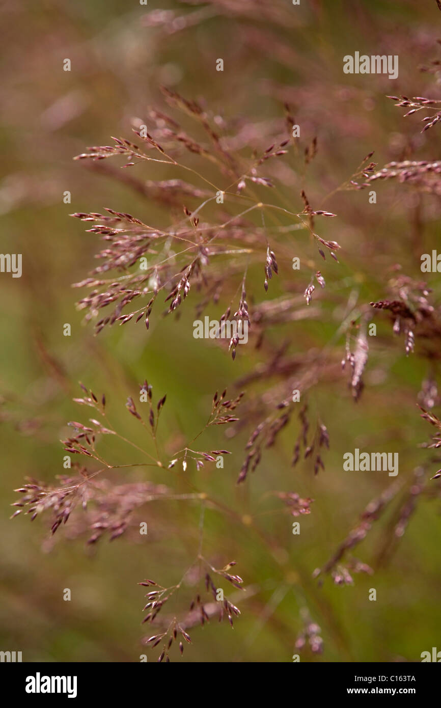 Purple Moor Grass; Molinia caerulea Stock Photo - Alamy