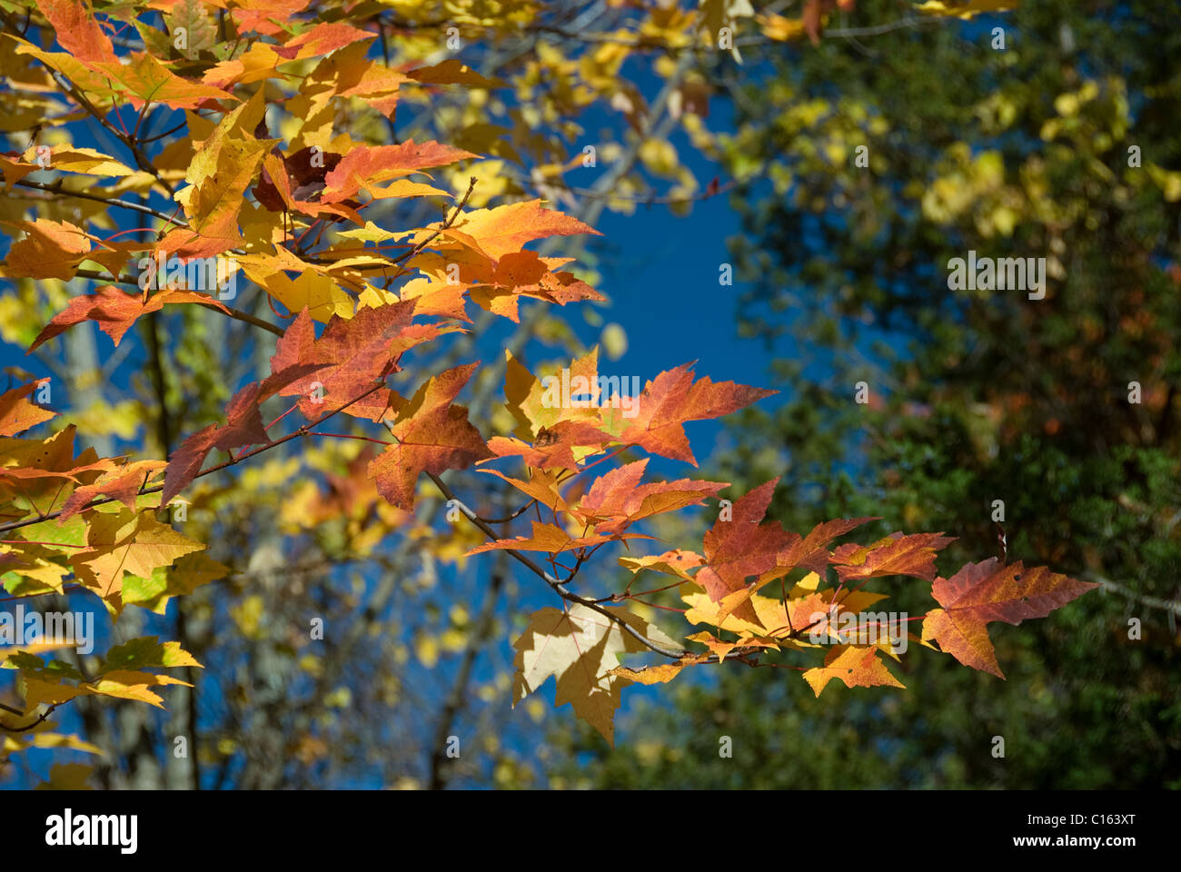 Fall Color Maple Leaves Stock Photo - Alamy