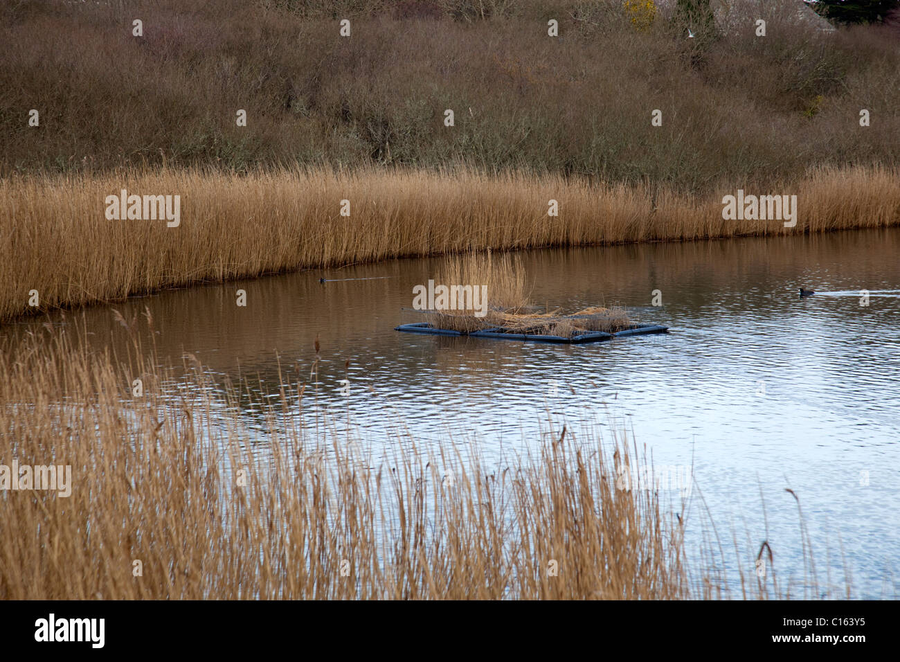 Artificial reed bed hi-res stock photography and images - Alamy