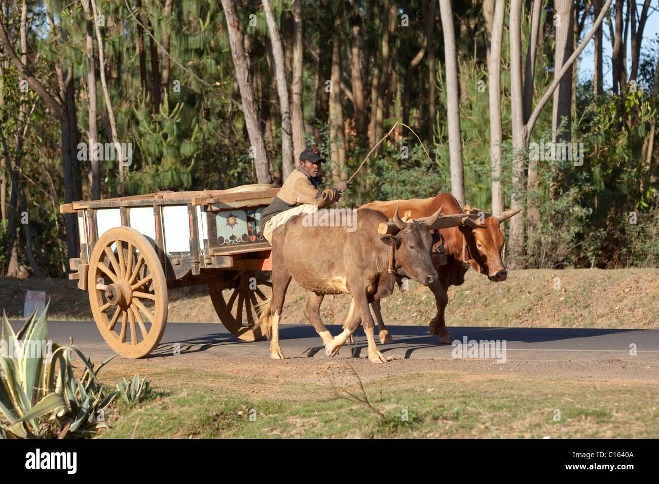 Ox Drawn Cart Stock Photos & Ox Drawn Cart Stock Images - Alamy