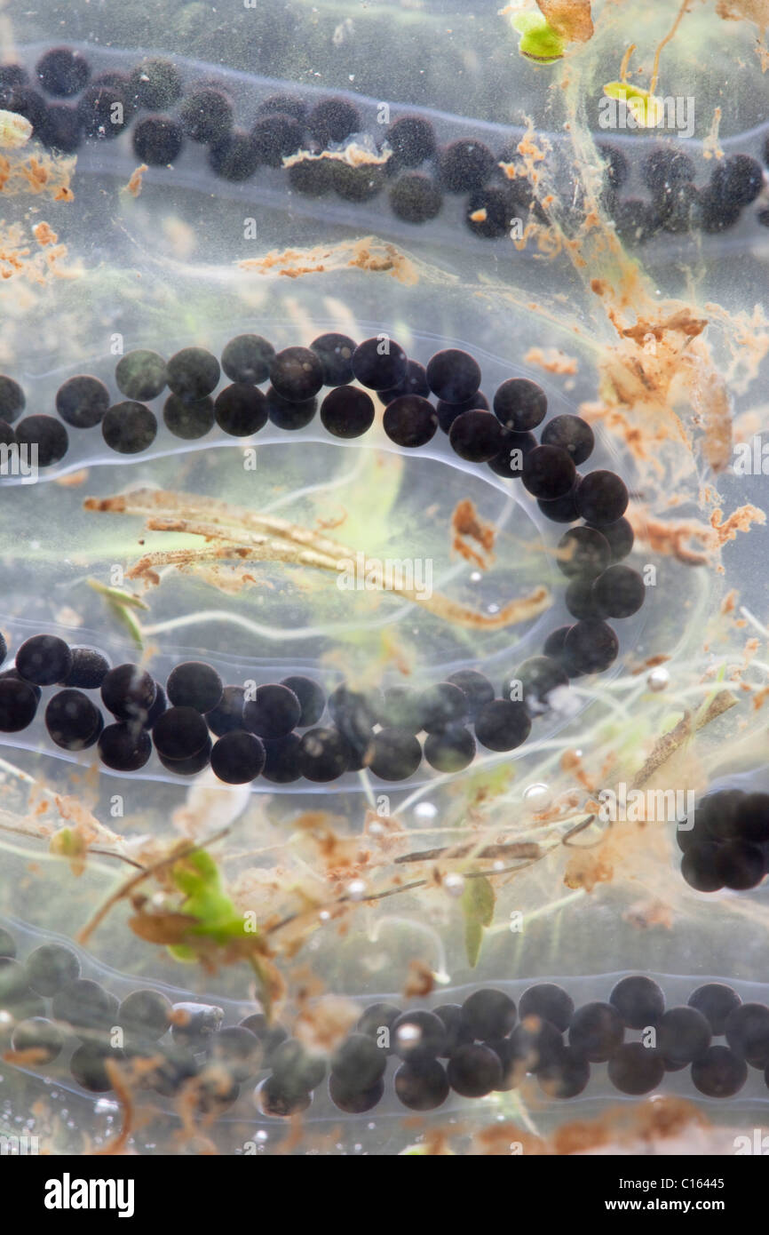 Toad spawn hi-res stock photography and images - Alamy