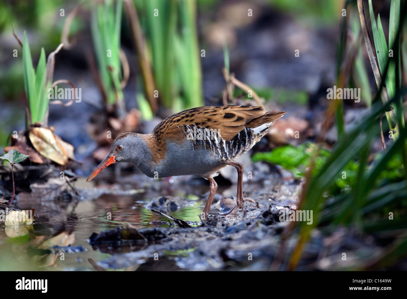 Water rail hi-res stock photography and images - Alamy