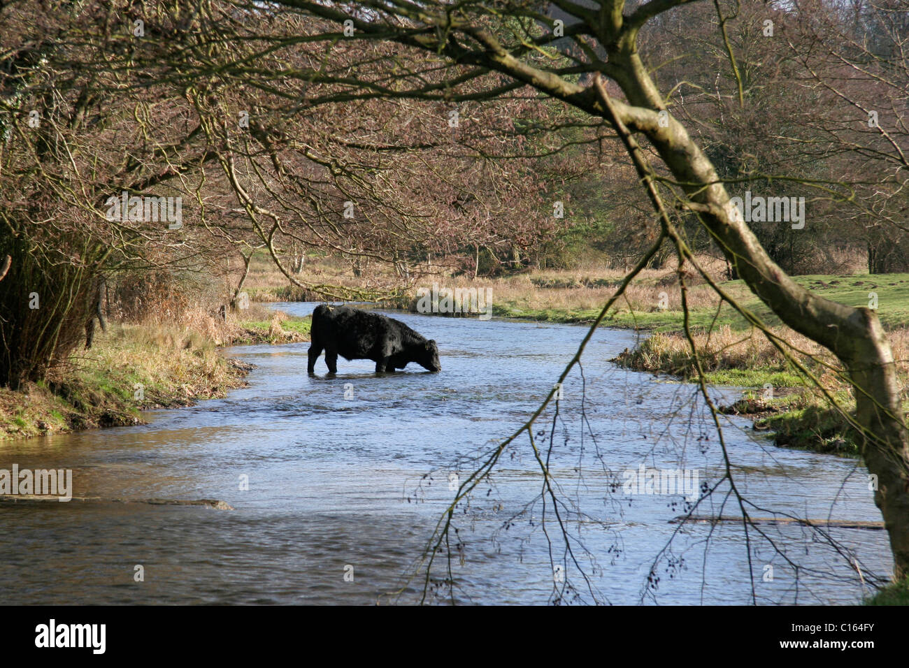 Aberdeen angus cattle hi-res stock photography and images - Alamy