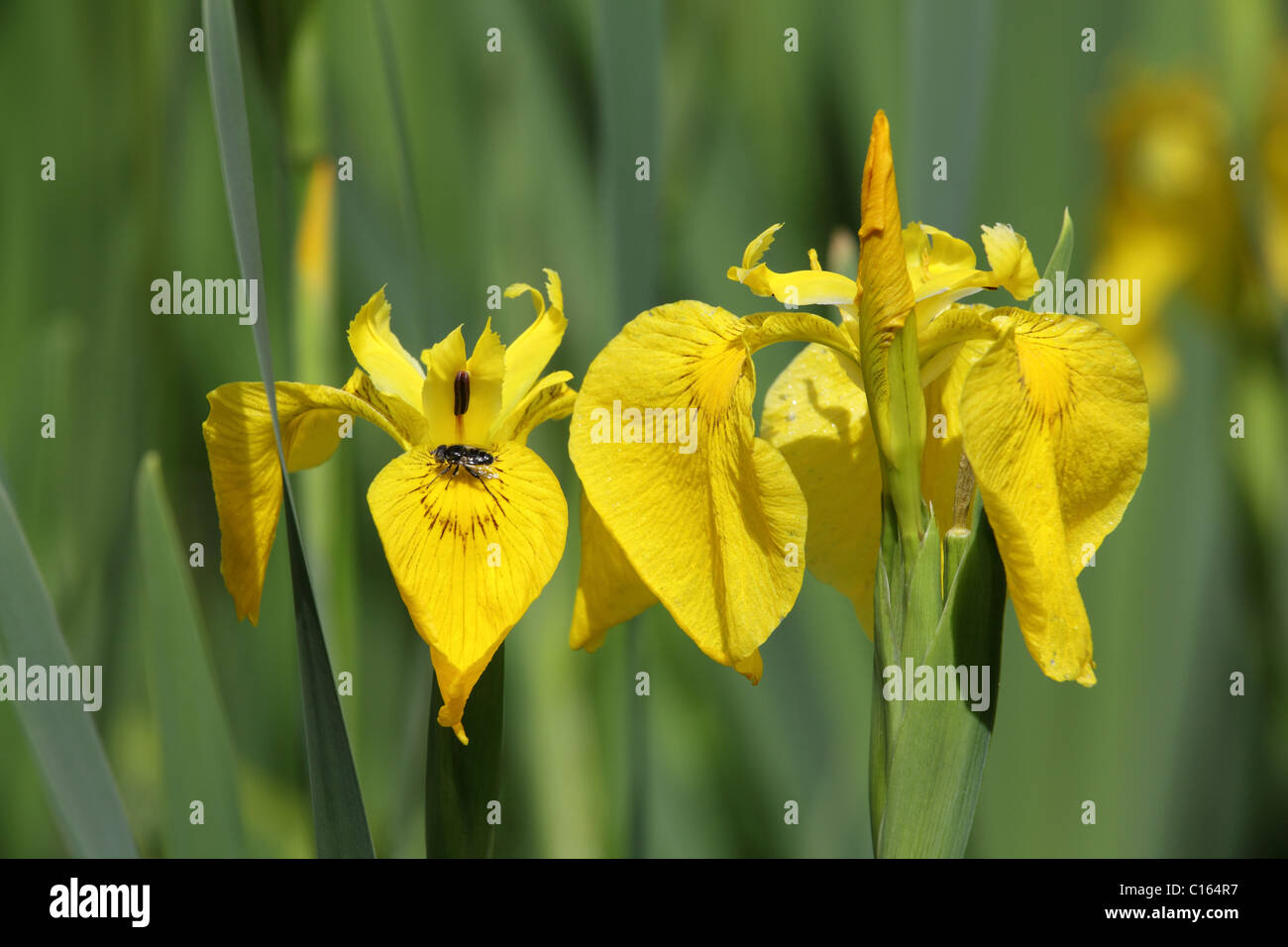 Yellow Iris Plant Stock Photo - Alamy