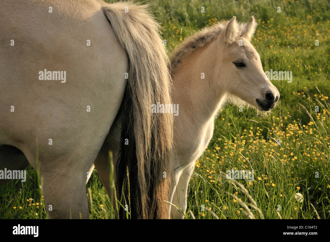 Fjord horse, Norwegian Pony, foal on a pasture protected by the mare ...