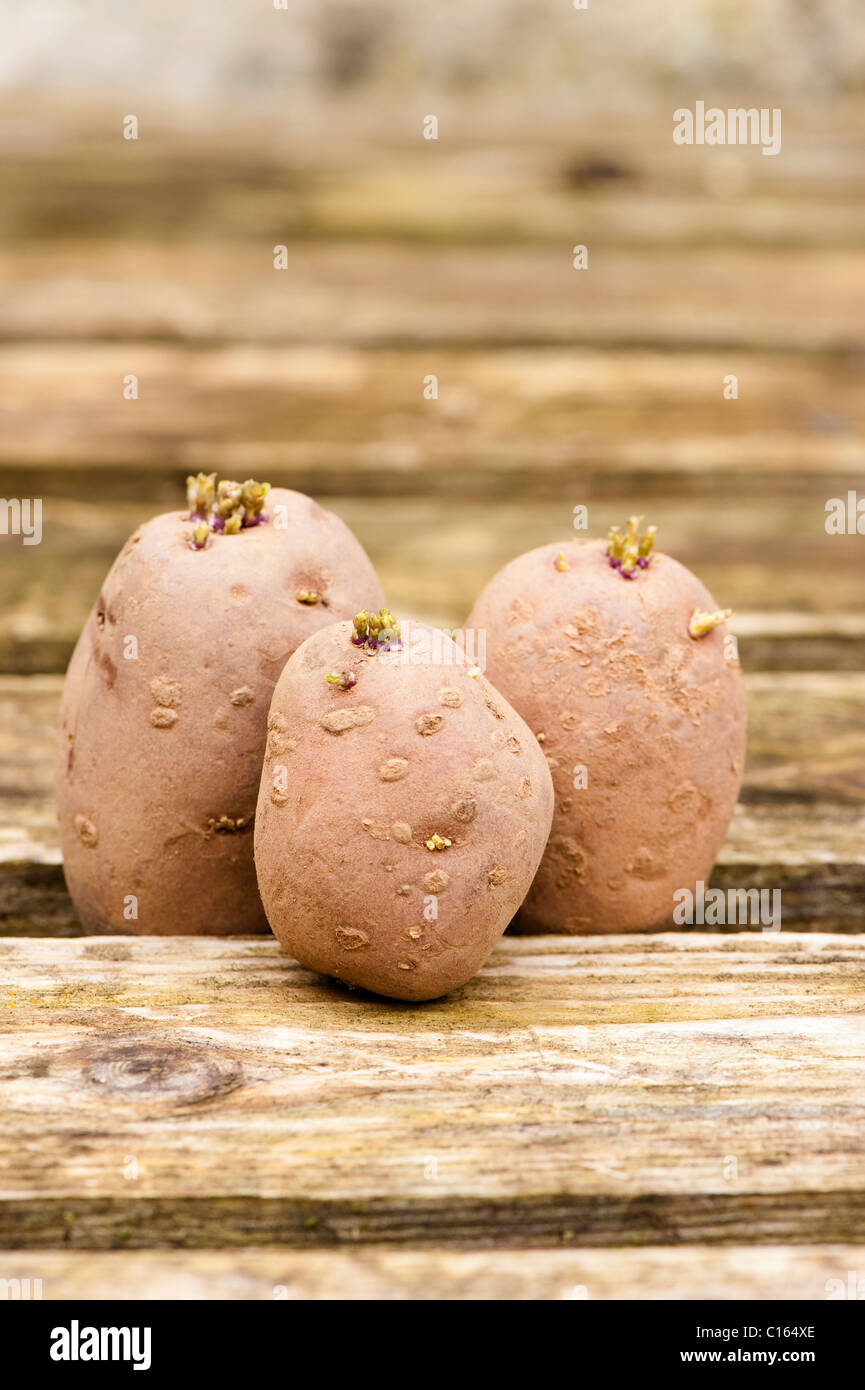 Cardinal red potato hi-res stock photography and images - Alamy