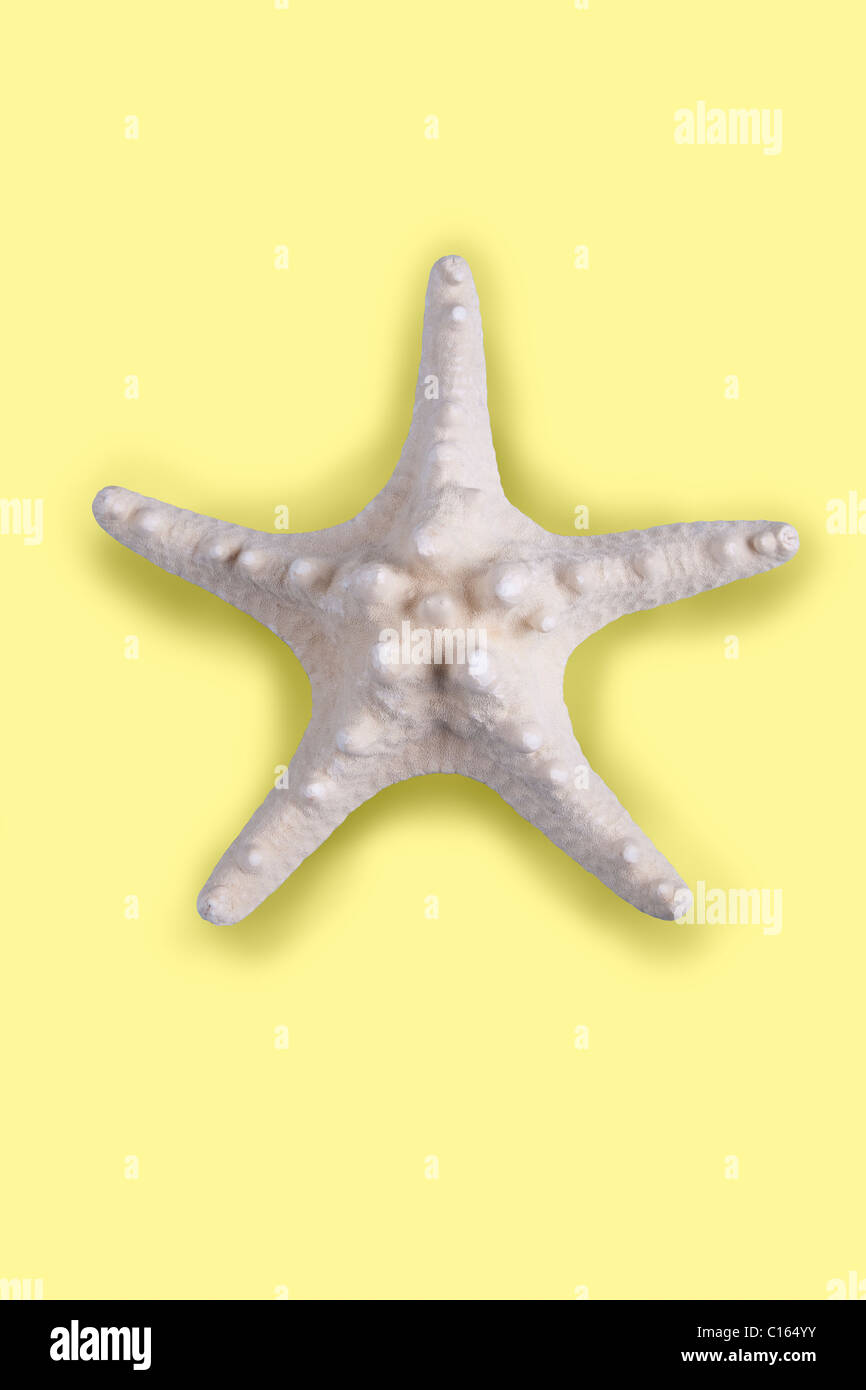 Starfish viewed from above Stock Photo - Alamy