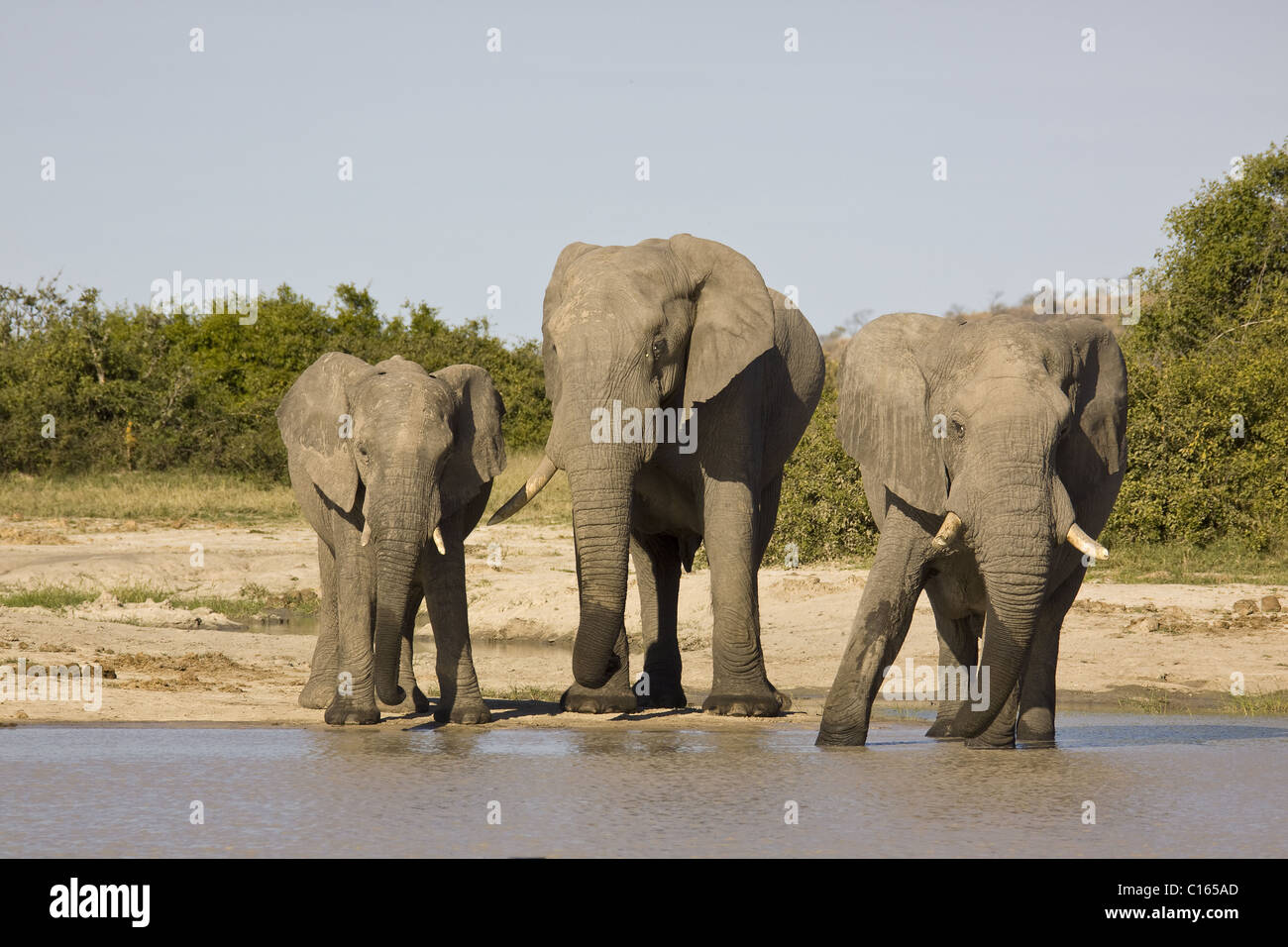 African ele hi-res stock photography and images - Alamy