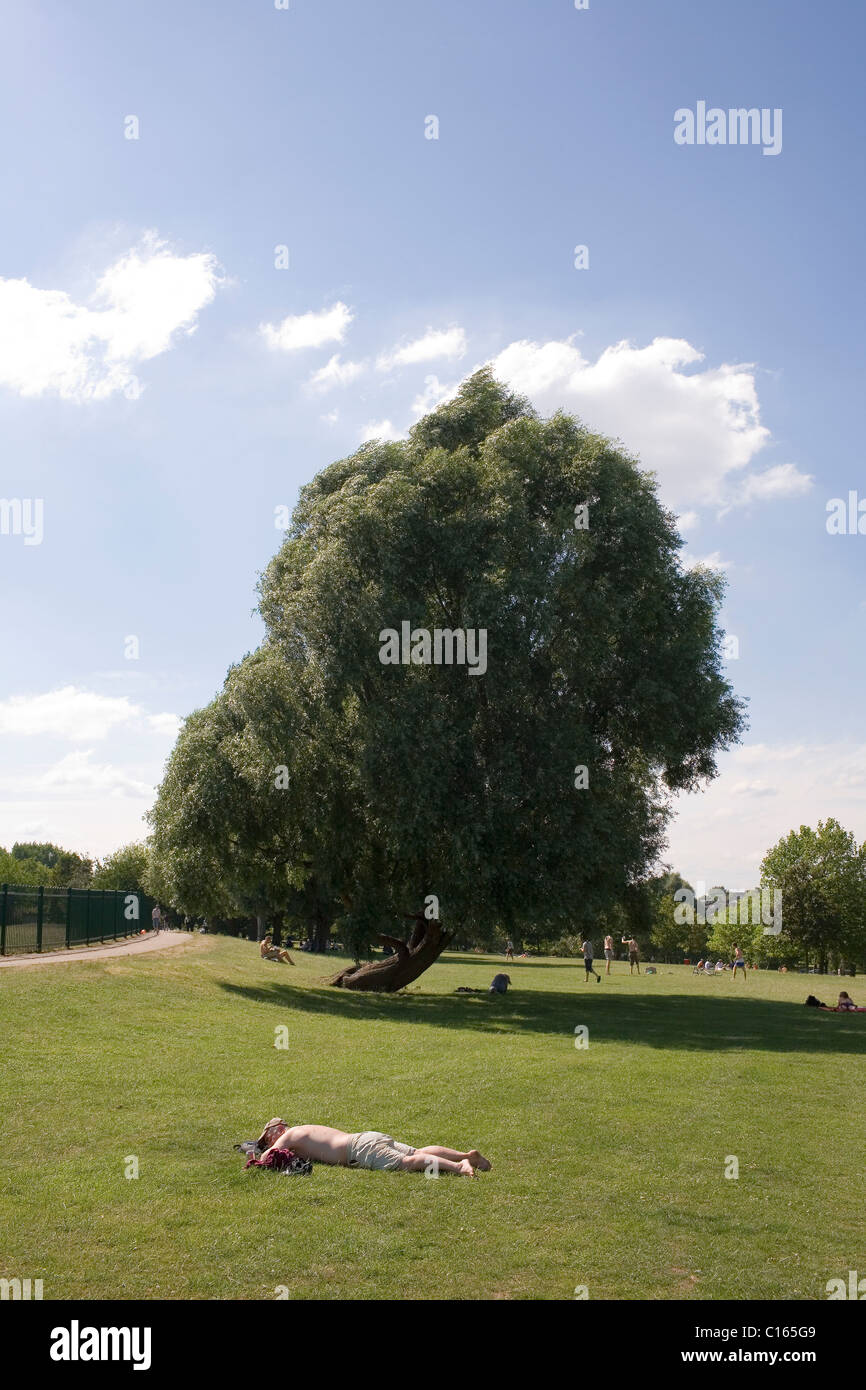 Large tree people sunbathing on hi-res stock photography and images - Alamy