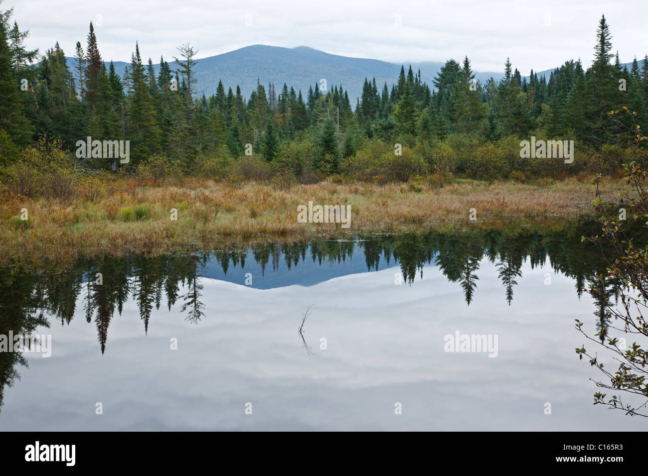 Wetlands area along Beaver Brook from the old Gale River Railroad in ...