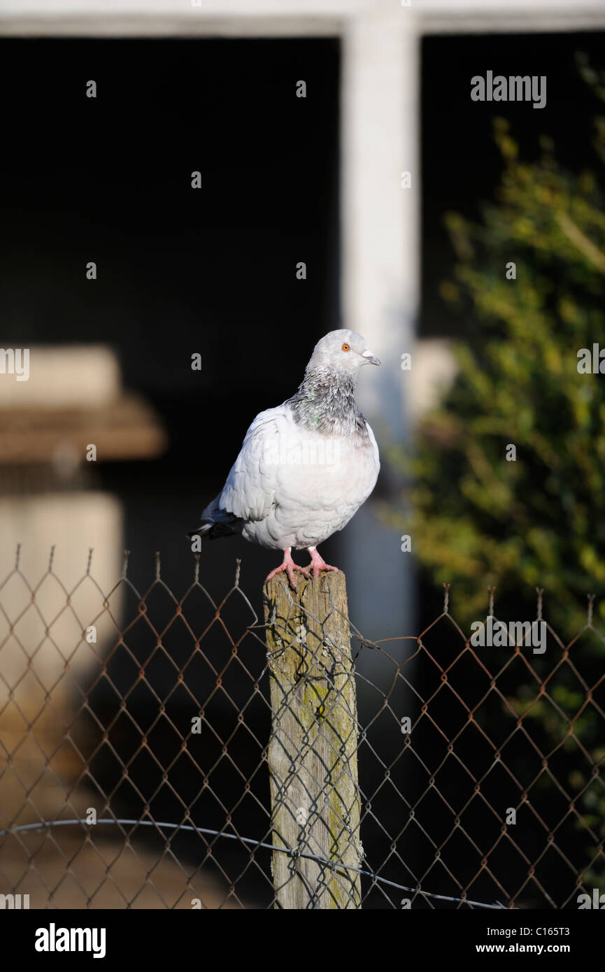 Pigeon post hi-res stock photography and images - Alamy