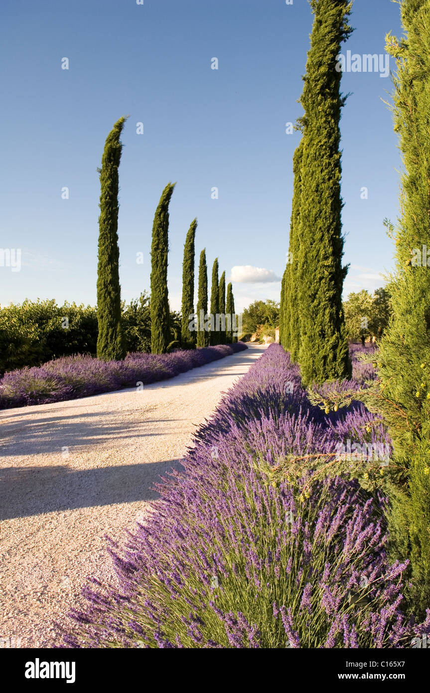 Provencal driveway lined with lavender plants and cypress tress Stock ...