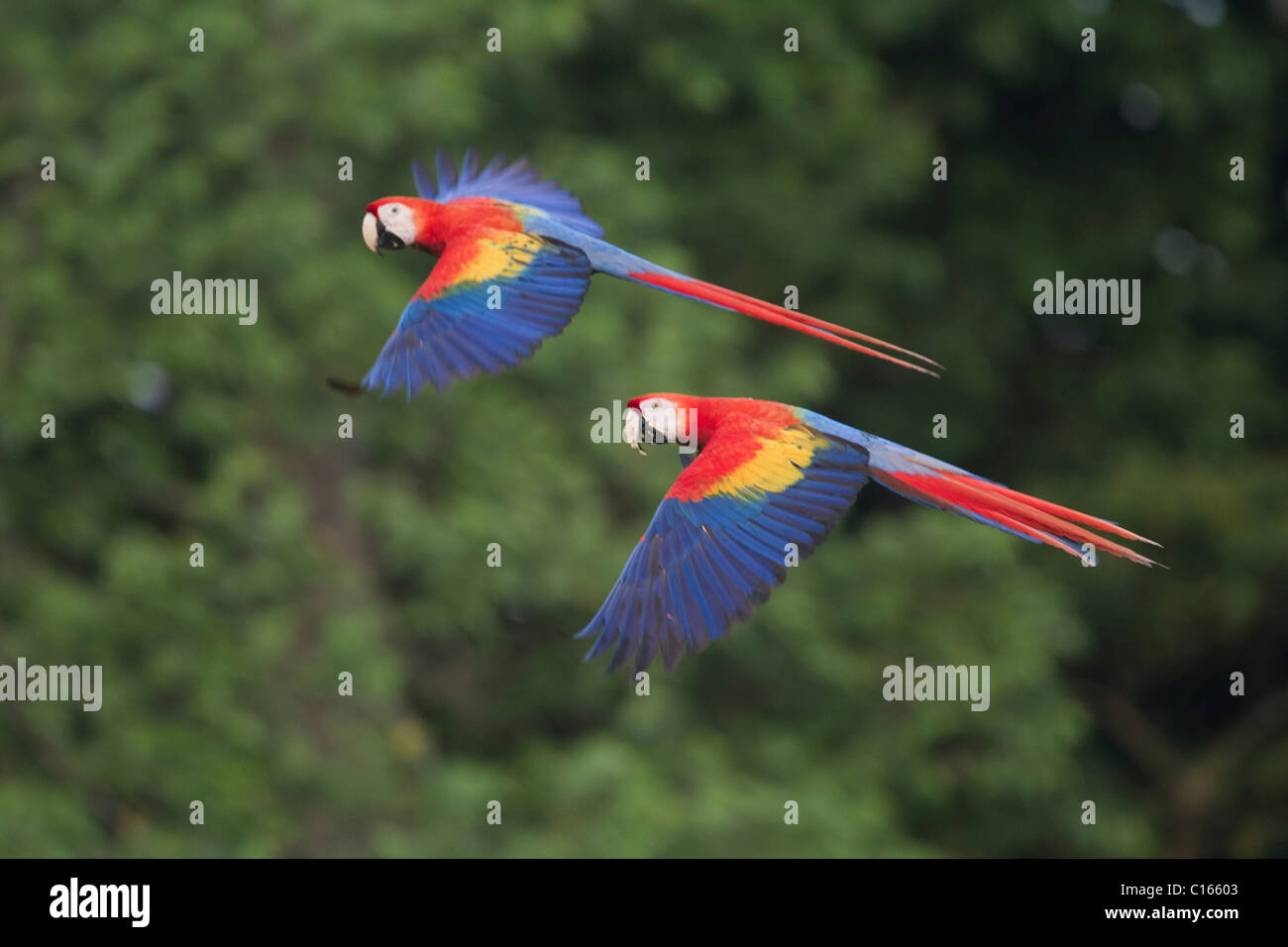 Couple of Scarlet Macaws (Ara macao) flying over the primary forest ...