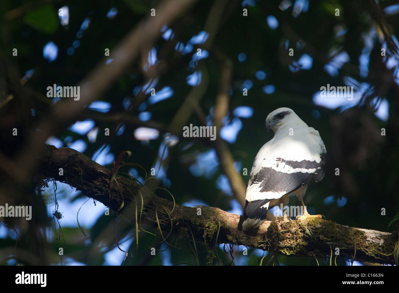 White hawk leucopternis albicollis hi-res stock photography and images ...