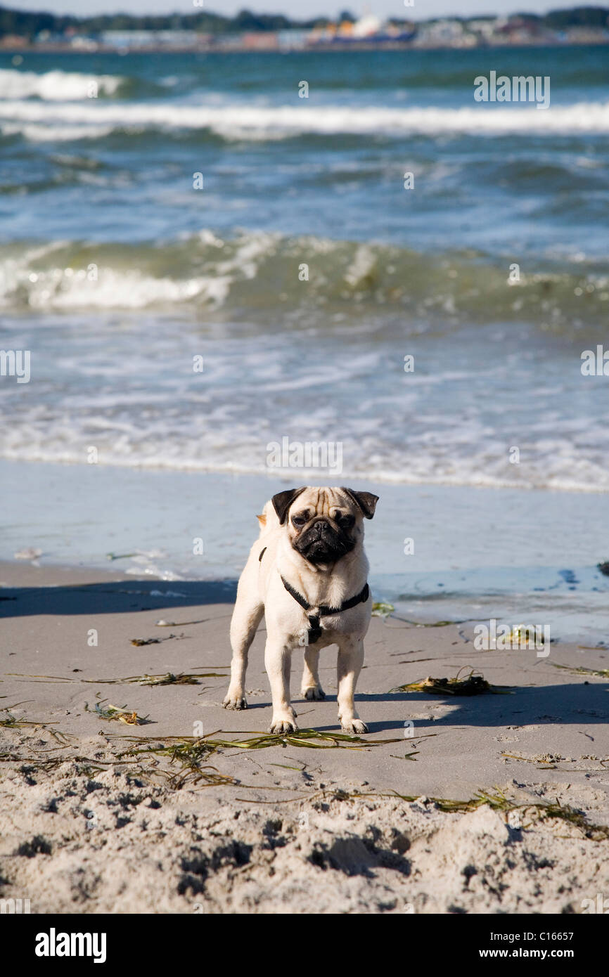 Pug at beach hi-res stock photography and images - Alamy