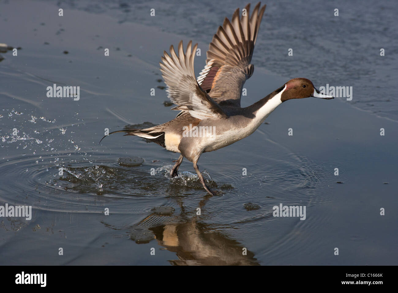 Northern Pintail Drake Flight High Resolution Stock Photography and ...
