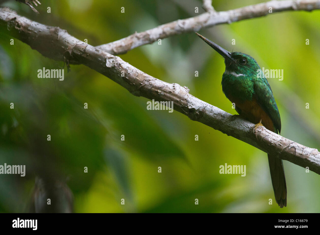 Male Rufous-tailed Jacamar (Galbula ruficauda), deep in the primary ...