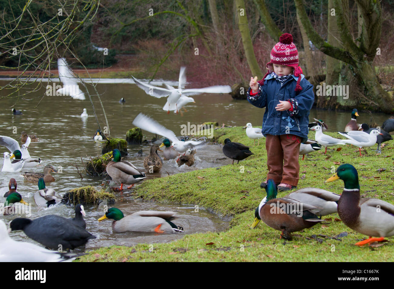 Girl feeding ducks by pond hi-res stock photography and images - Alamy