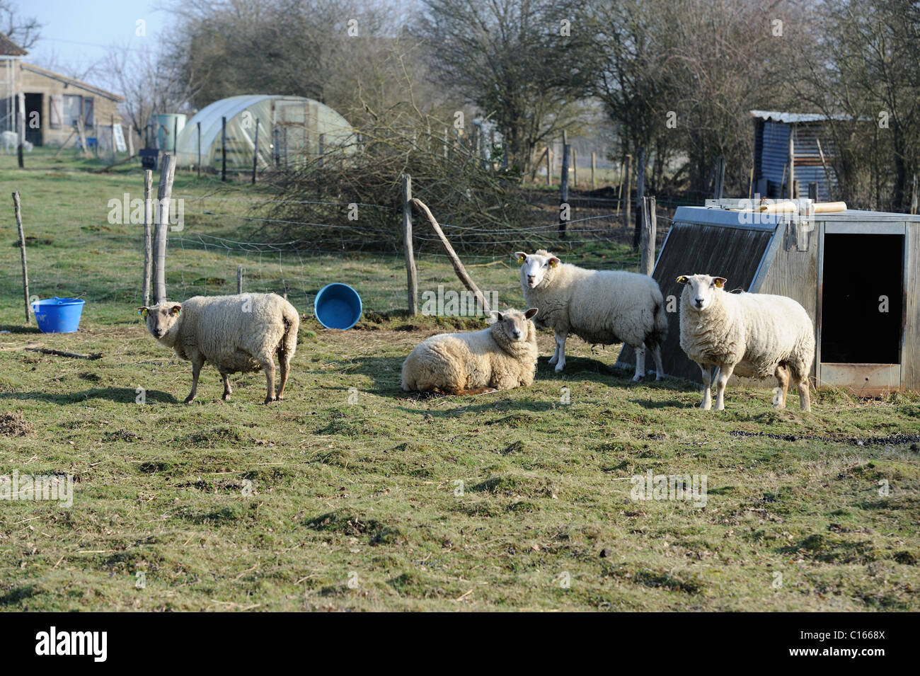 Four sheep hi-res stock photography and images - Alamy