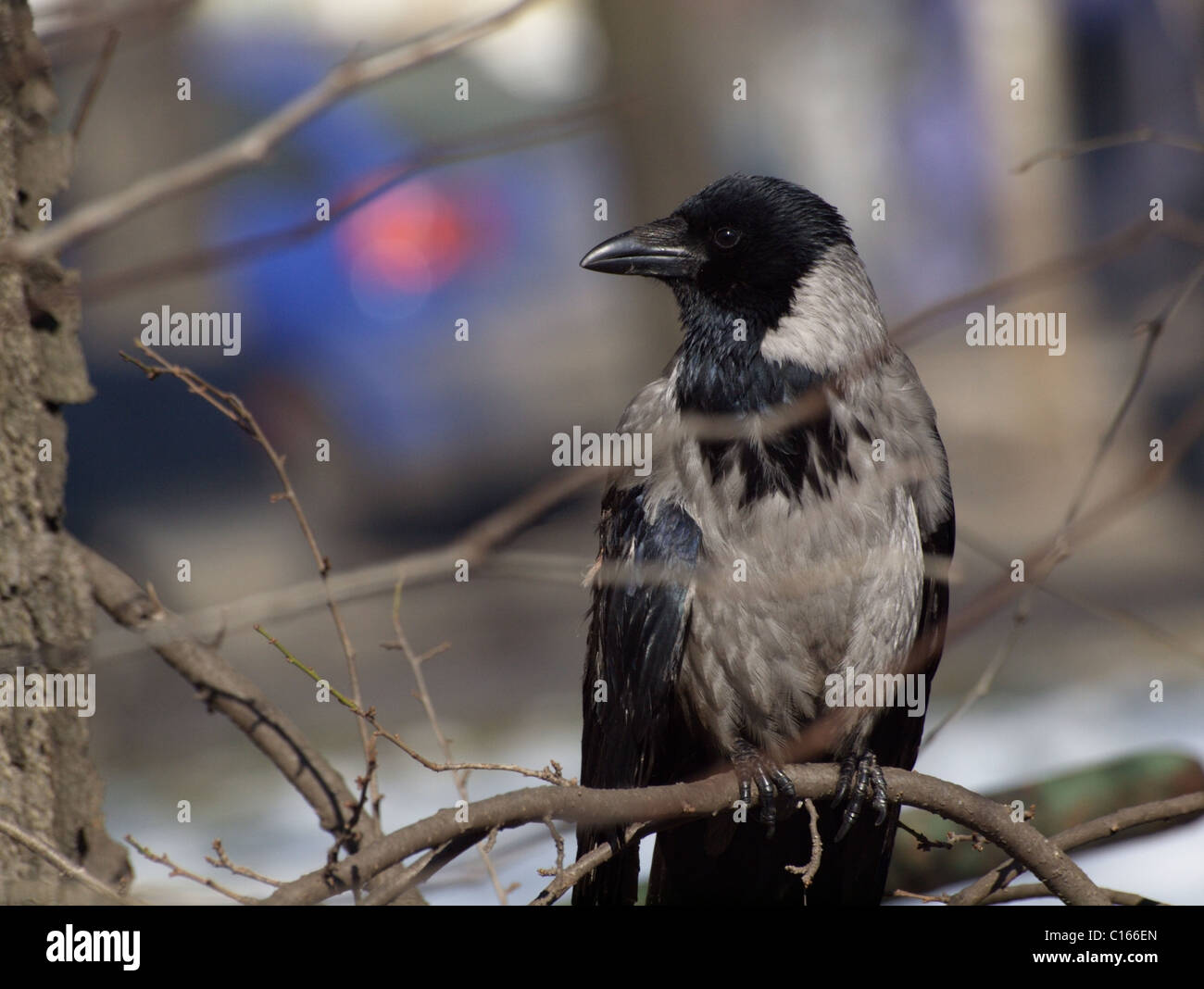 Crow ash tree hi-res stock photography and images - Alamy