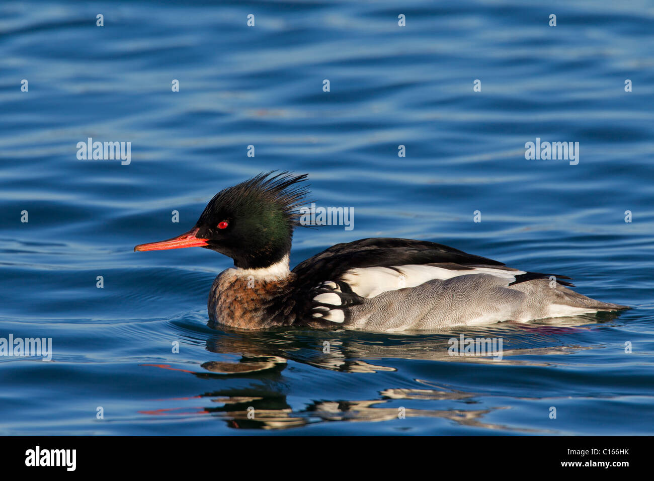 Red-breasted merganser (Mergus serrator) male swimming in winter ...