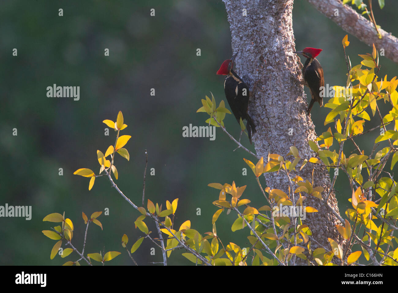 Two males of Lineated Woodpeckers (Dryocopus lineatus) fighting on a ...