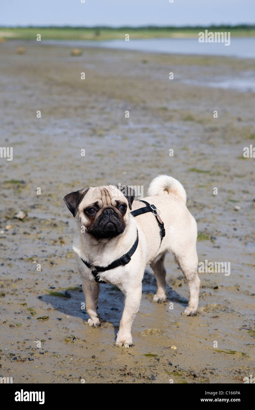 Pug dog, beach Stock Photo - Alamy