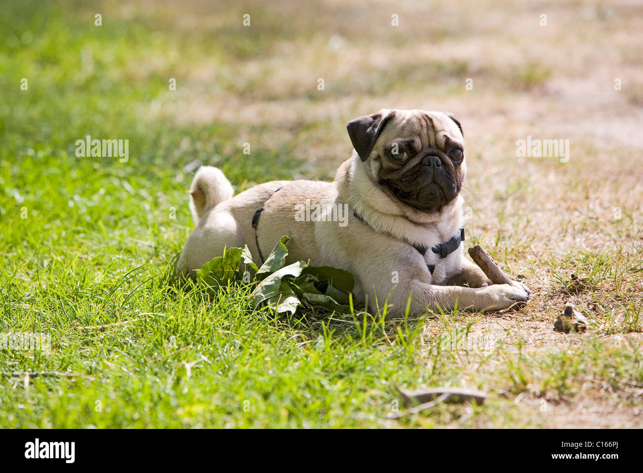 Pug dog, lying, meadow Stock Photo - Alamy
