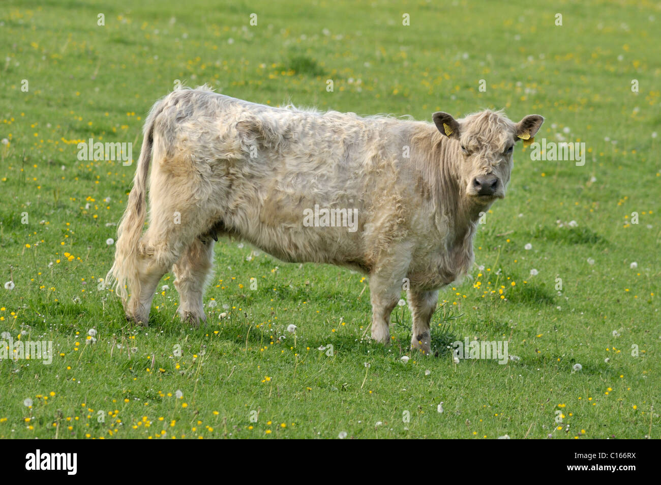 Cream coloured cattle hi-res stock photography and images - Alamy