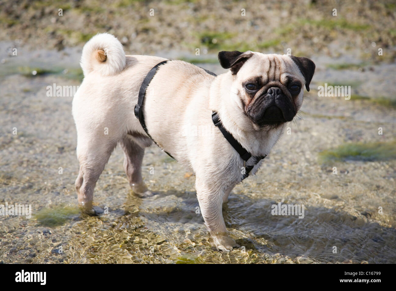 Pug, standing, water Stock Photo - Alamy
