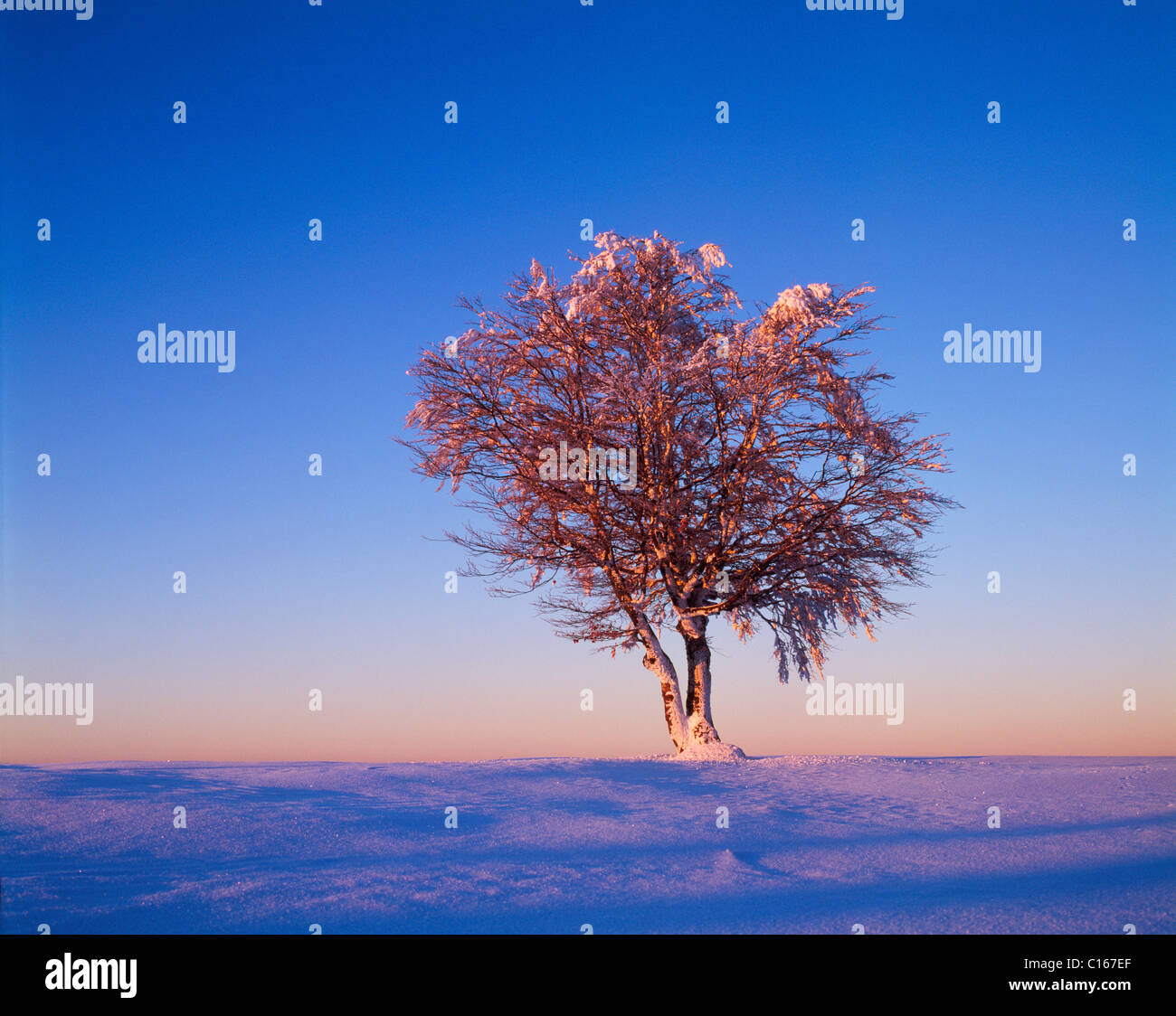 Blue hour beech tree hi-res stock photography and images - Alamy