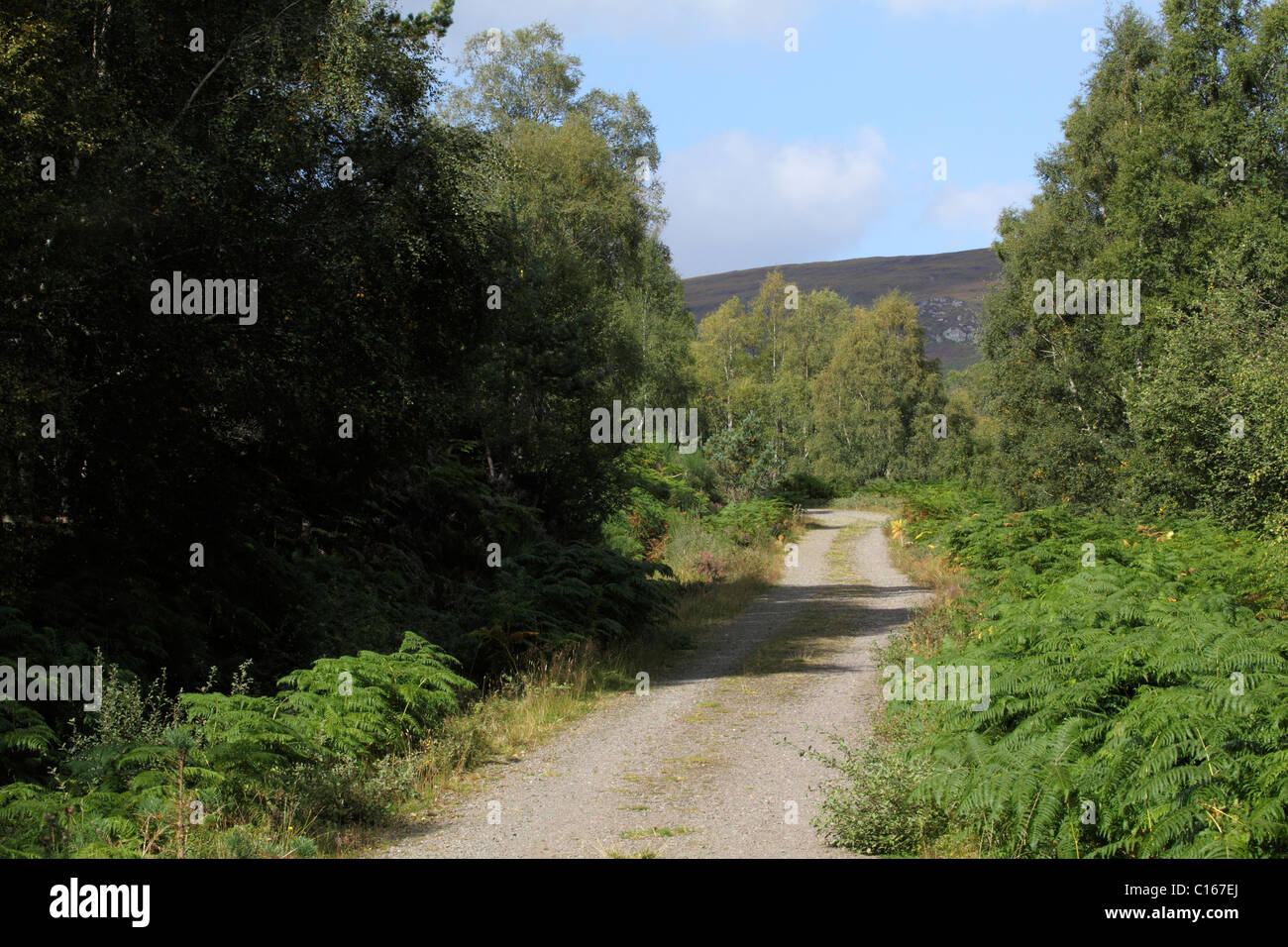 Forest path in Glen Affric, Scotland, September 2010 Stock Photo - Alamy