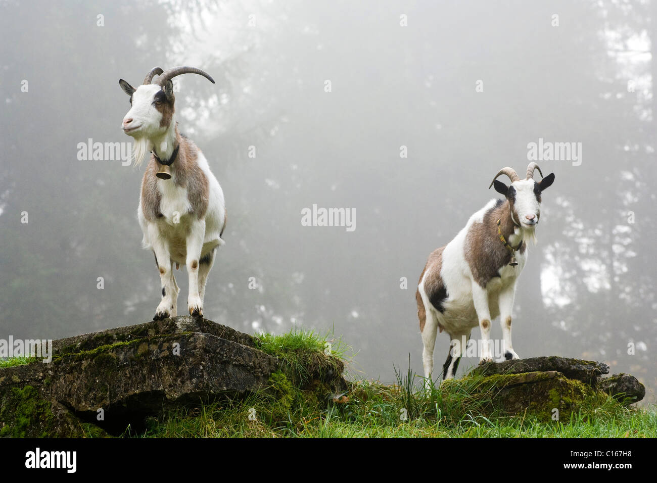 Domestic Goats (Capra hircus hircus) on a mist covered pasture in North ...