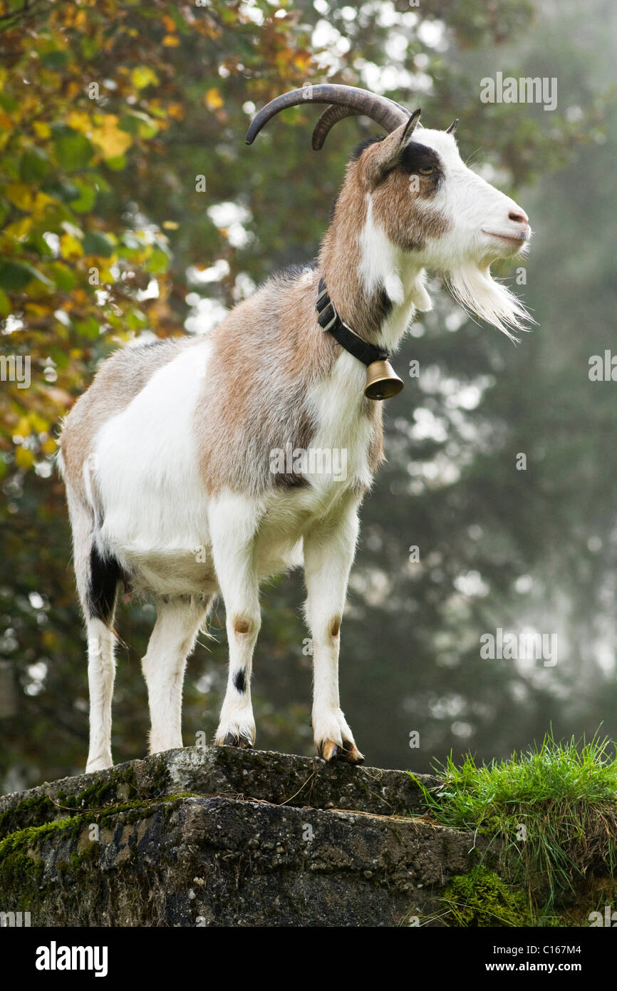 Domestic Goat (Capra hircus hircus) on a misty mountain pasture in ...