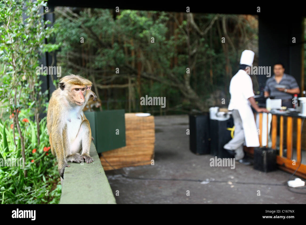 Monkey waiting on a wall while a chef preparing breakfast for hotel ...