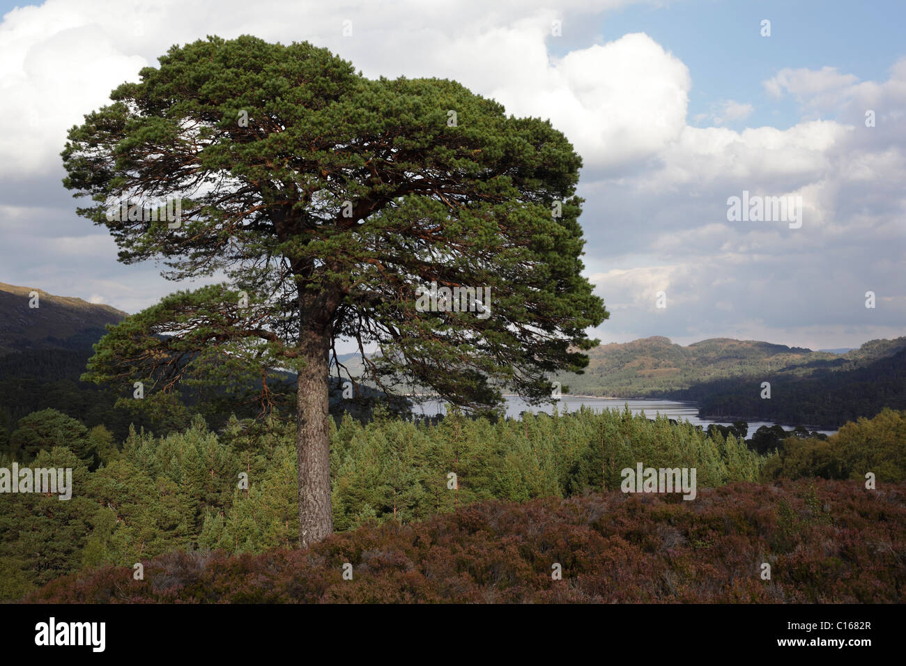 Glen affric scotland hi-res stock photography and images - Alamy
