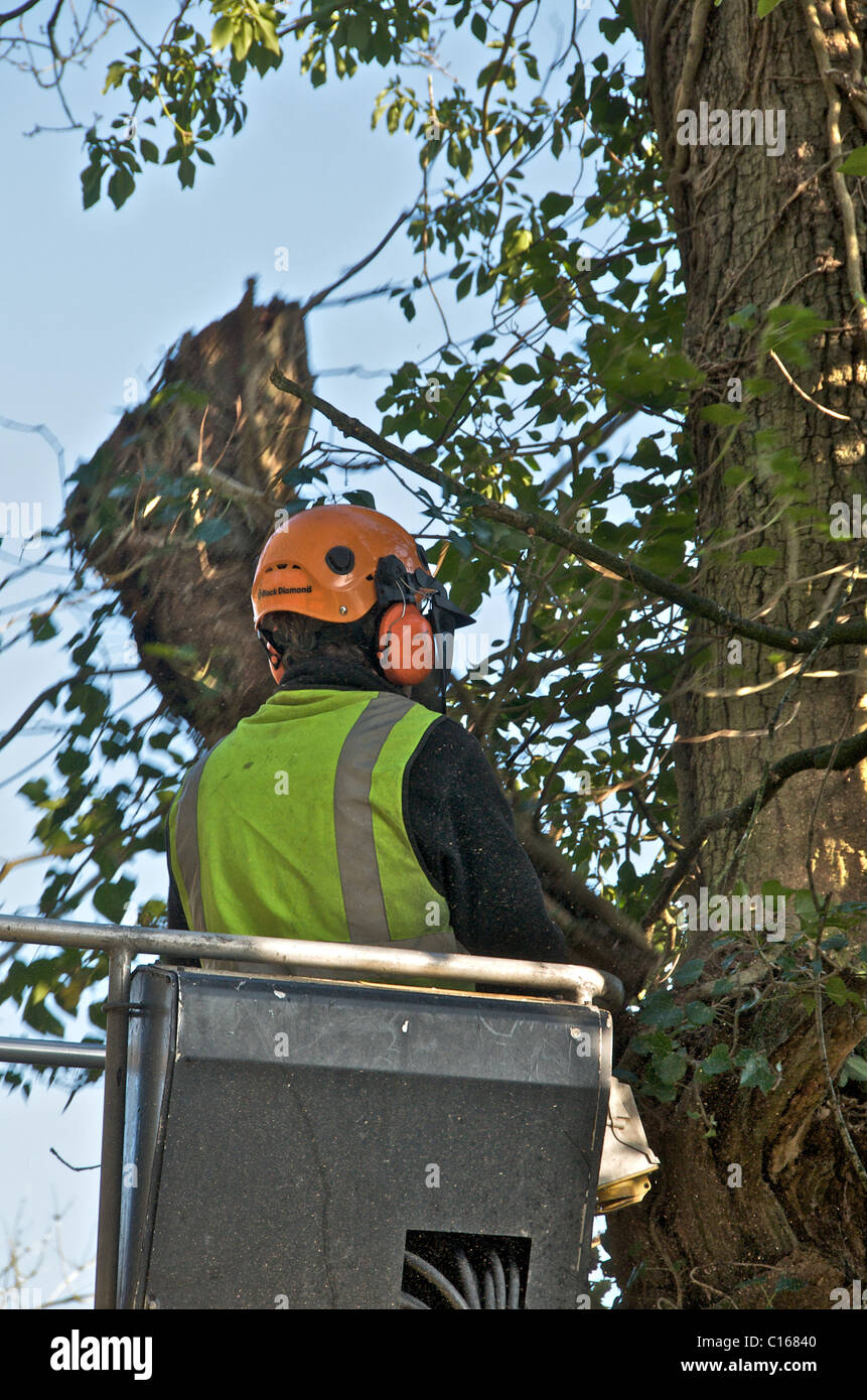 Tree surgeons working on roadside trees in Sussex Stock Photo - Alamy
