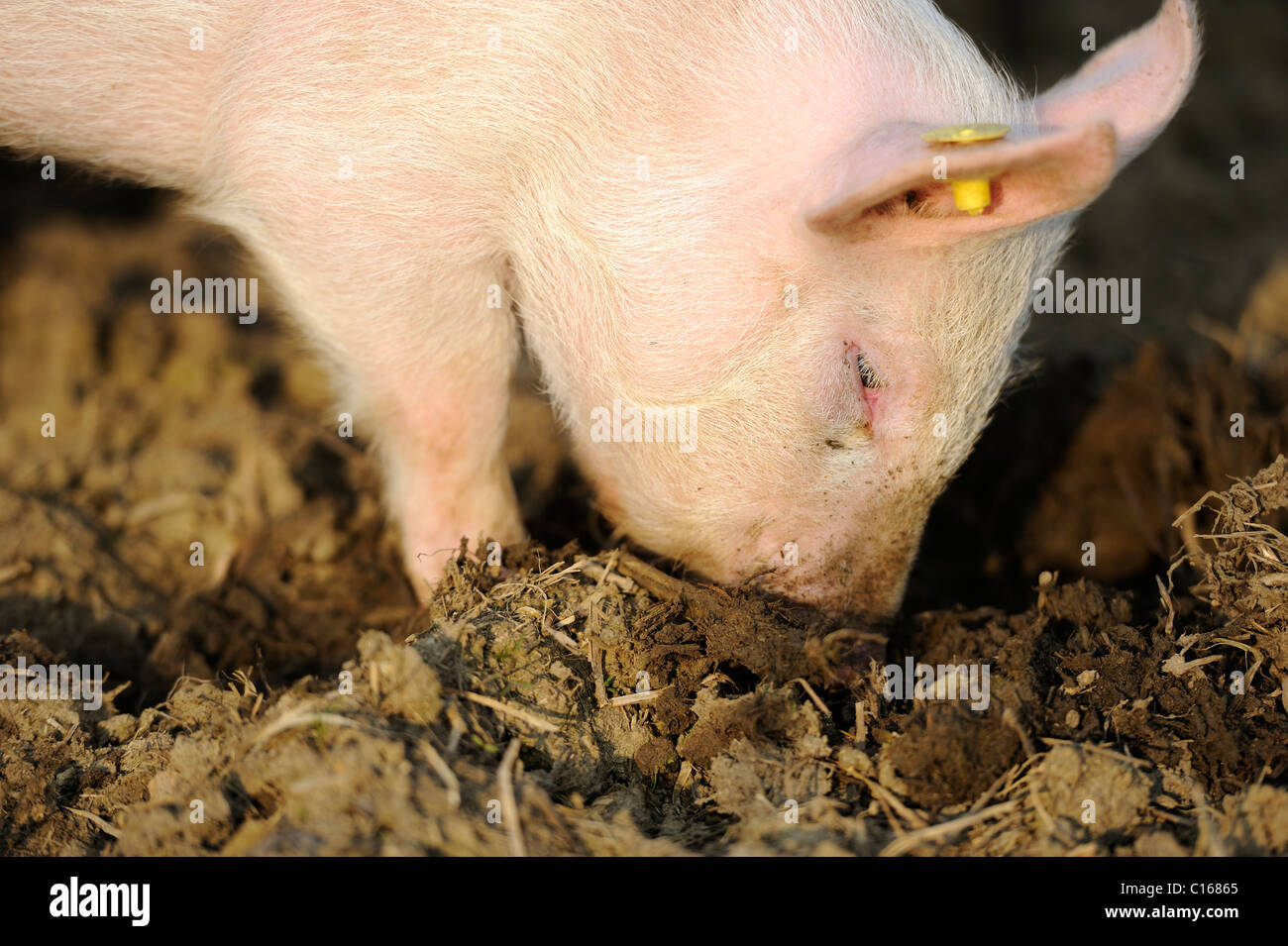 Stock photo of Piglets digging up the soil with their snouts to find ...