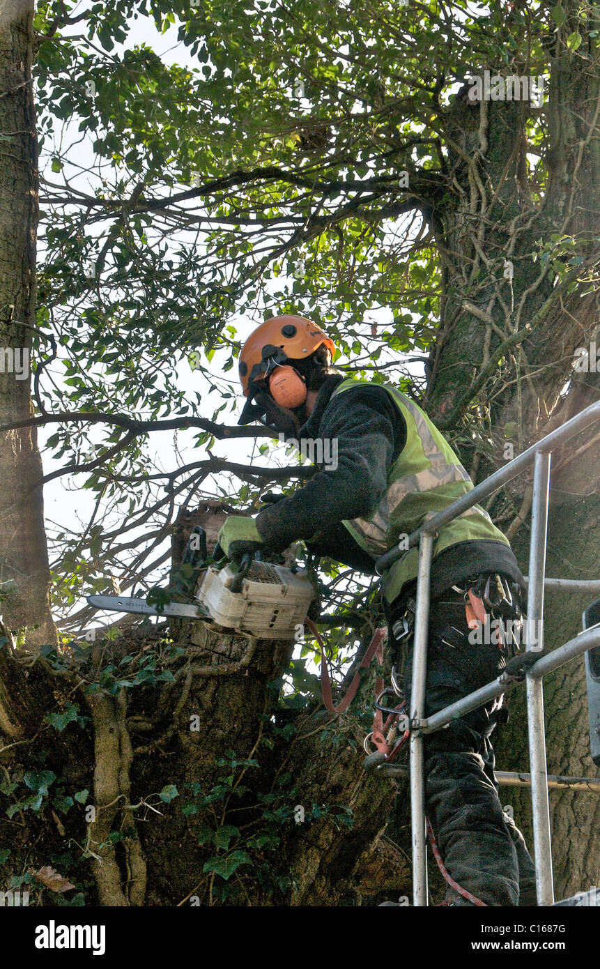 Tree surgeons working on roadside trees in Sussex Stock Photo - Alamy