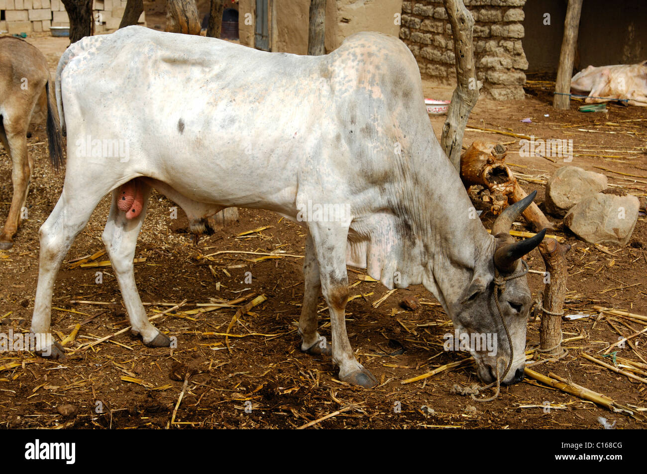Emaciated Zebu Bull (Bos primigenius indicus) in an auxiliary stall, Po ...