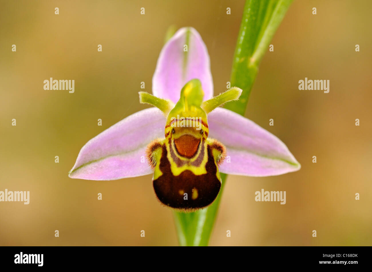 Bee Orchid (Ophrys apifera Stock Photo - Alamy