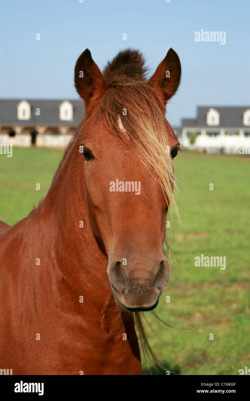 Lancaster farm animal hi-res stock photography and images - Alamy