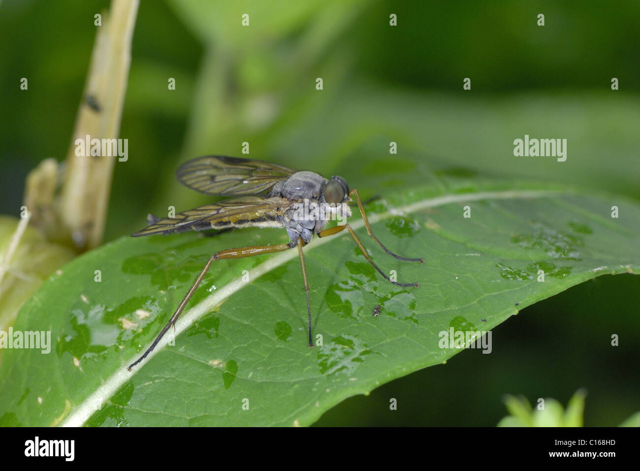 Black snipe fly hi-res stock photography and images - Alamy