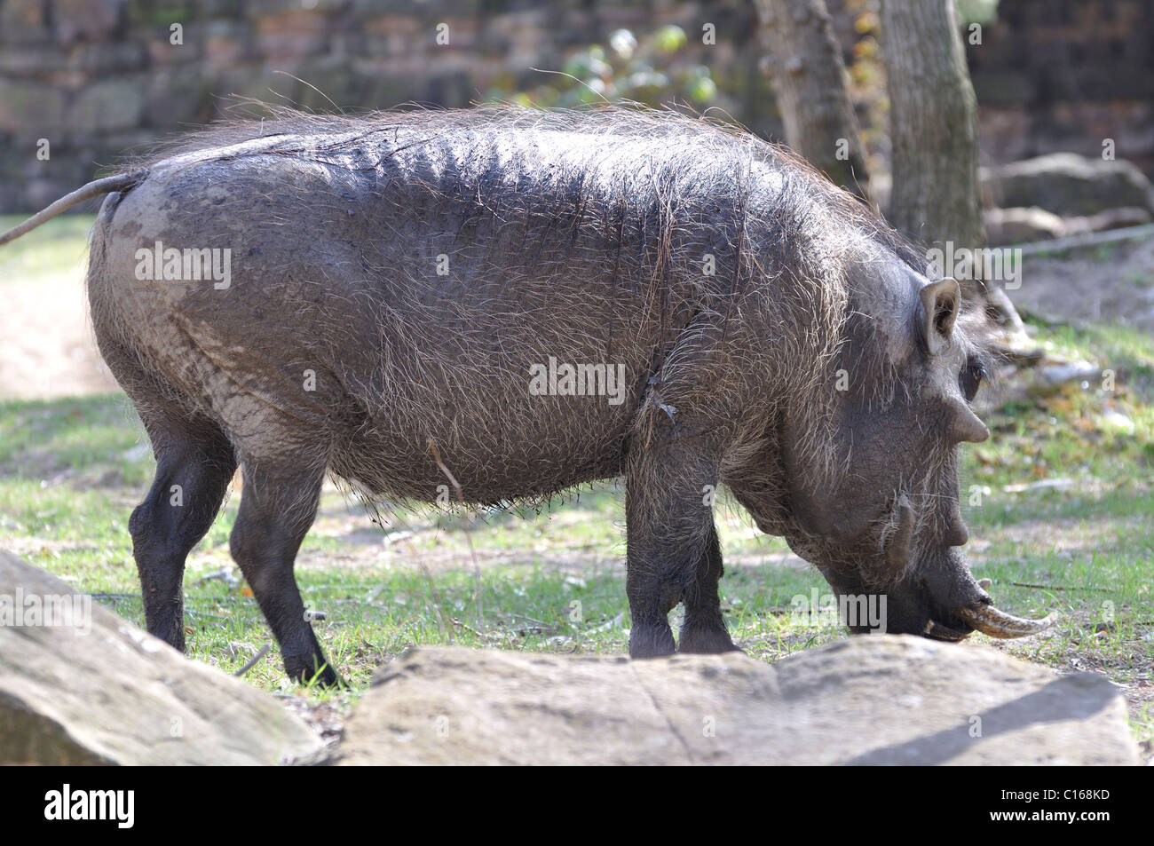 African wild pig hi-res stock photography and images - Alamy