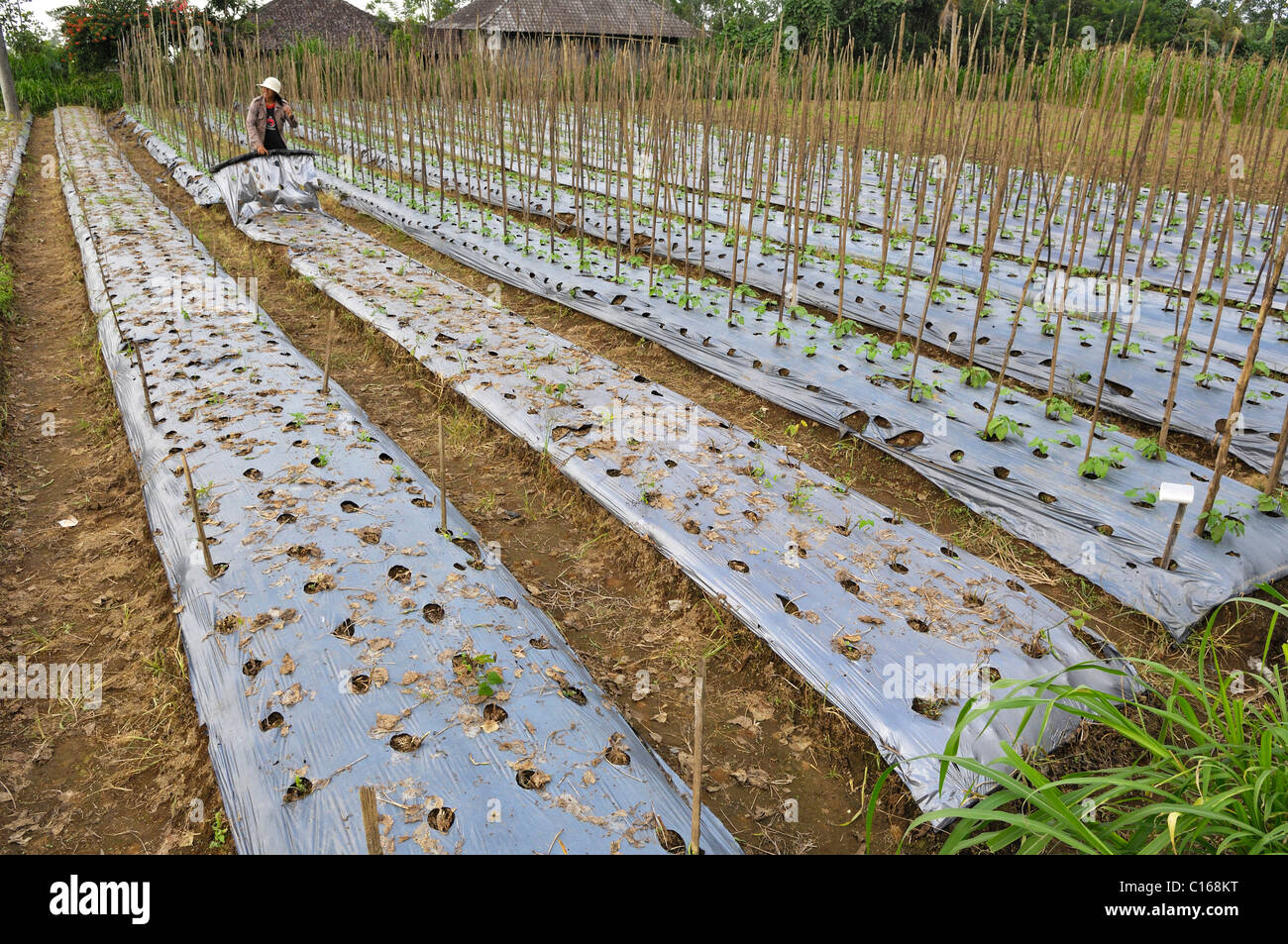 Spice farming hi-res stock photography and images - Alamy