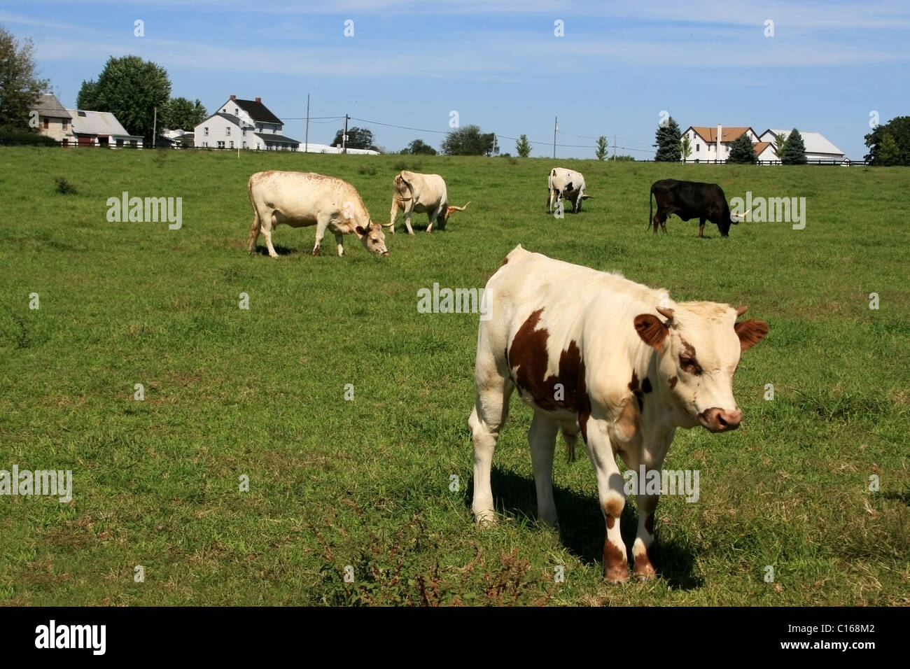 Cows in pennsylvania pasture hi-res stock photography and images - Alamy