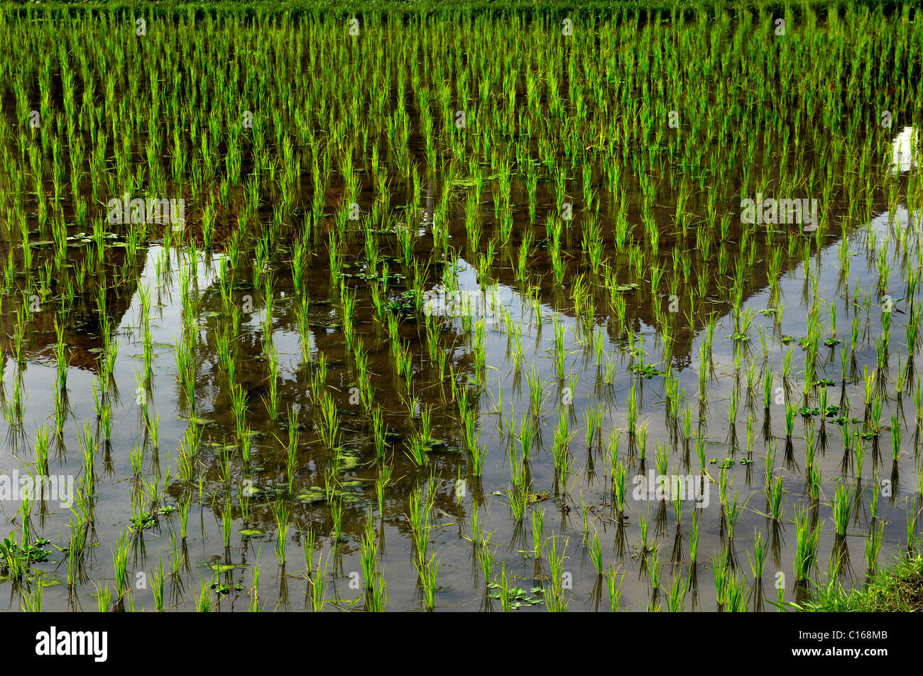 Rice paddy near Mengwi, Bali, Indonesia, South East Asia Stock Photo ...