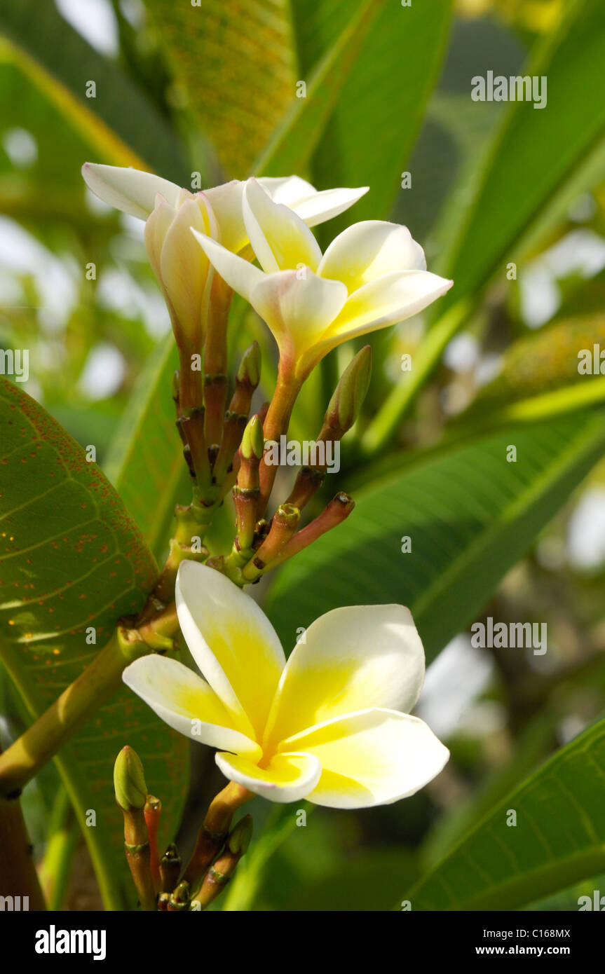 Bali flowers plumeria flowers bali hi-res stock photography and images ...