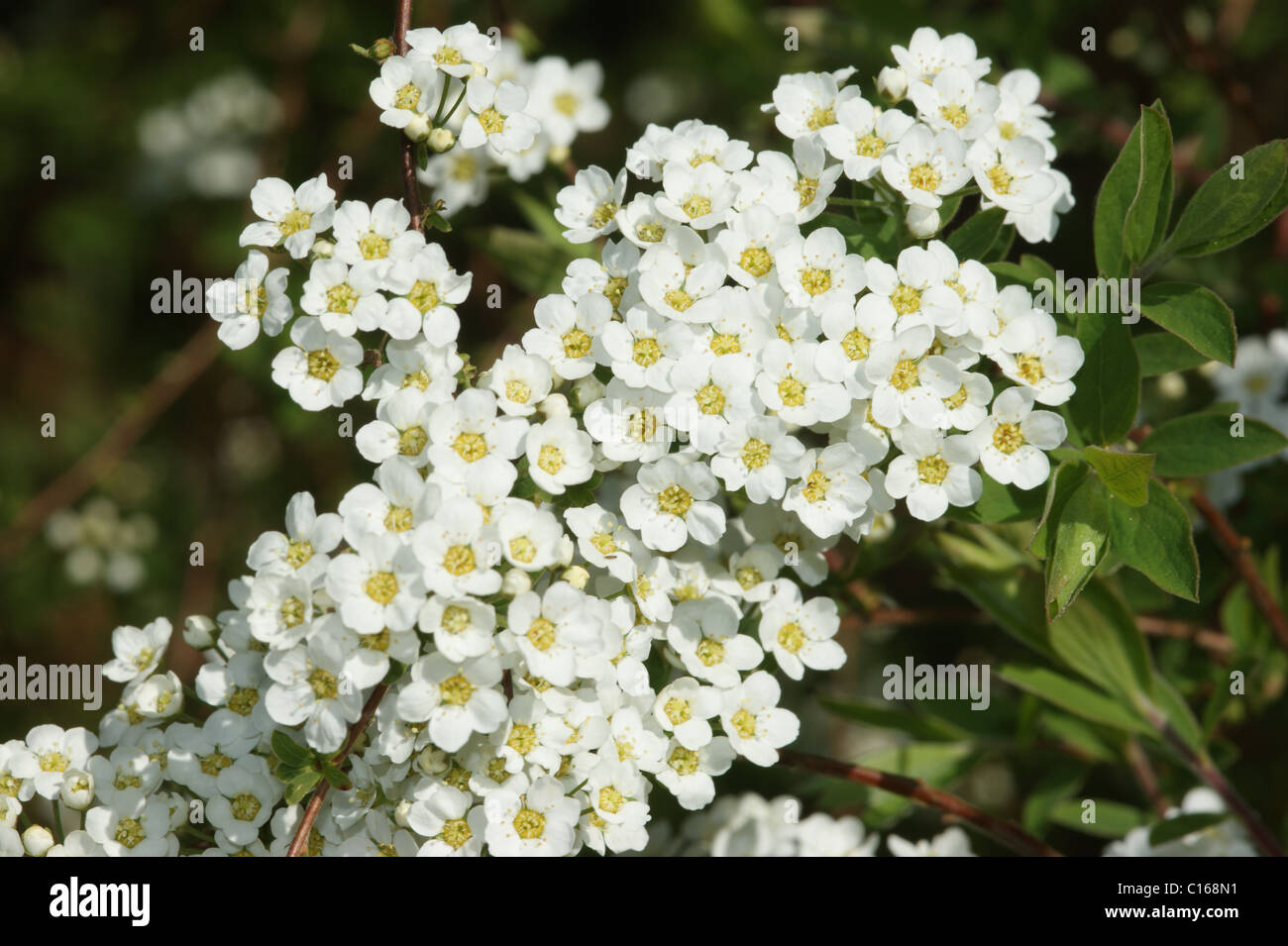 Spiraea arguta shrub hi-res stock photography and images - Alamy